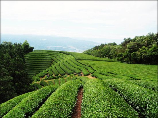 Japanese Tea Workshop in Milan with Obubu Tea Farm – Viaggio intorno al tè