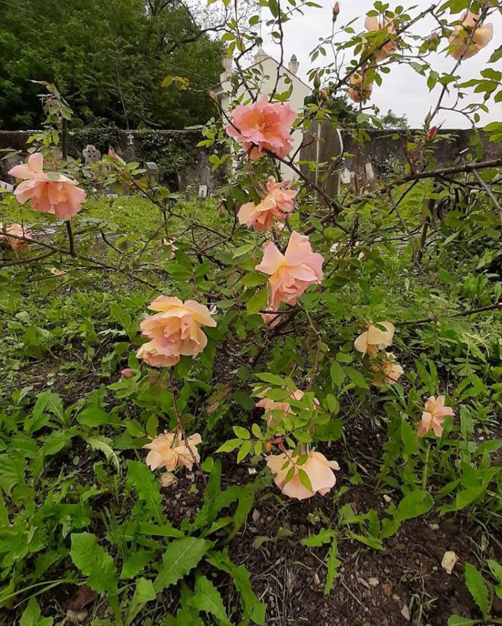 Robert Fortune e le rose – Viaggio intorno al tè