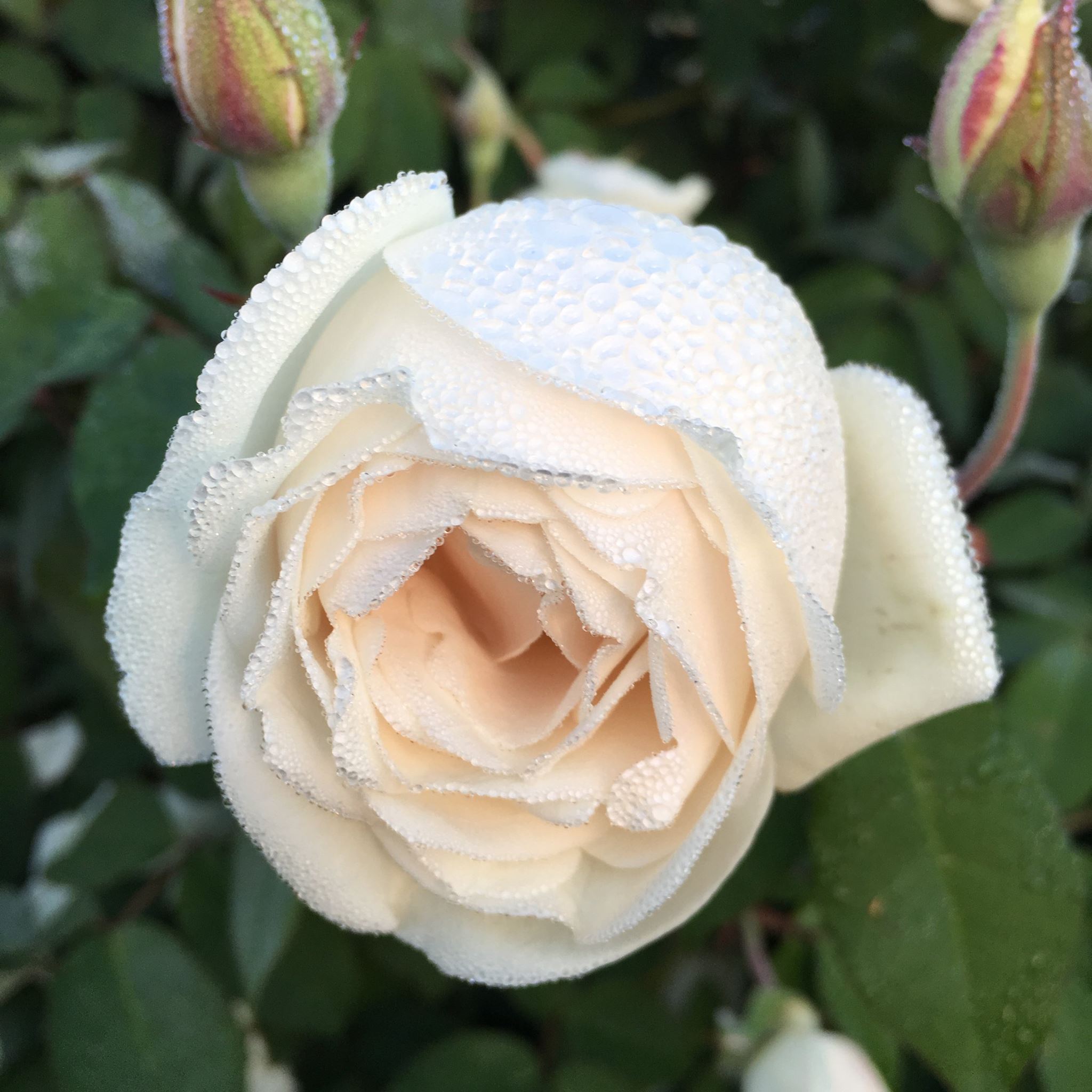 L’India delle rose – Viaggio intorno al tè